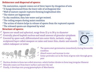Life cycle of Mrachantia plant belonging to Hepaticopsida .ppt