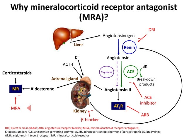 MINERALOCORTICOID RECEPTOR ANTAGONIST(MRA)-NEGLECTED PILLAR.pptx