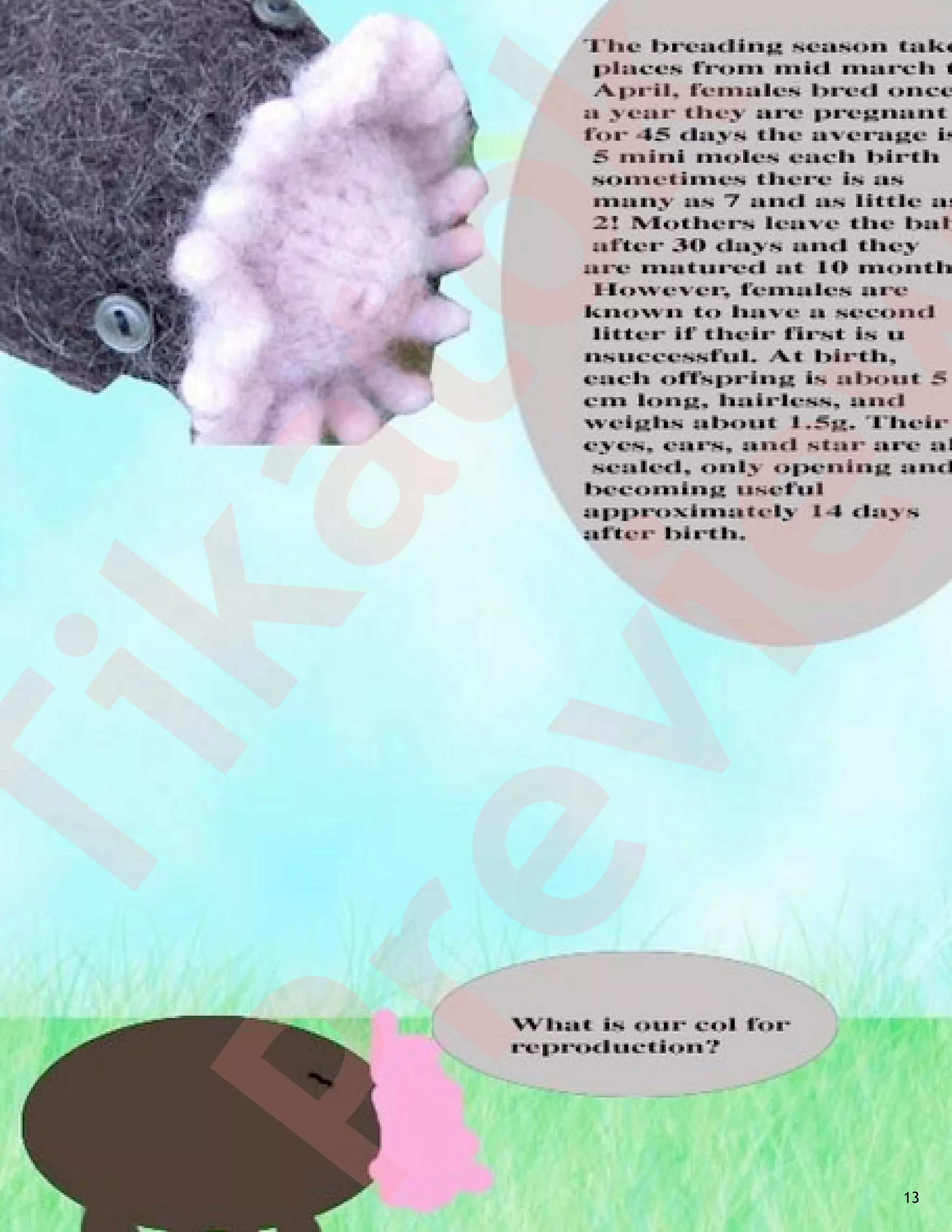 Star Nosed Moles | PDF