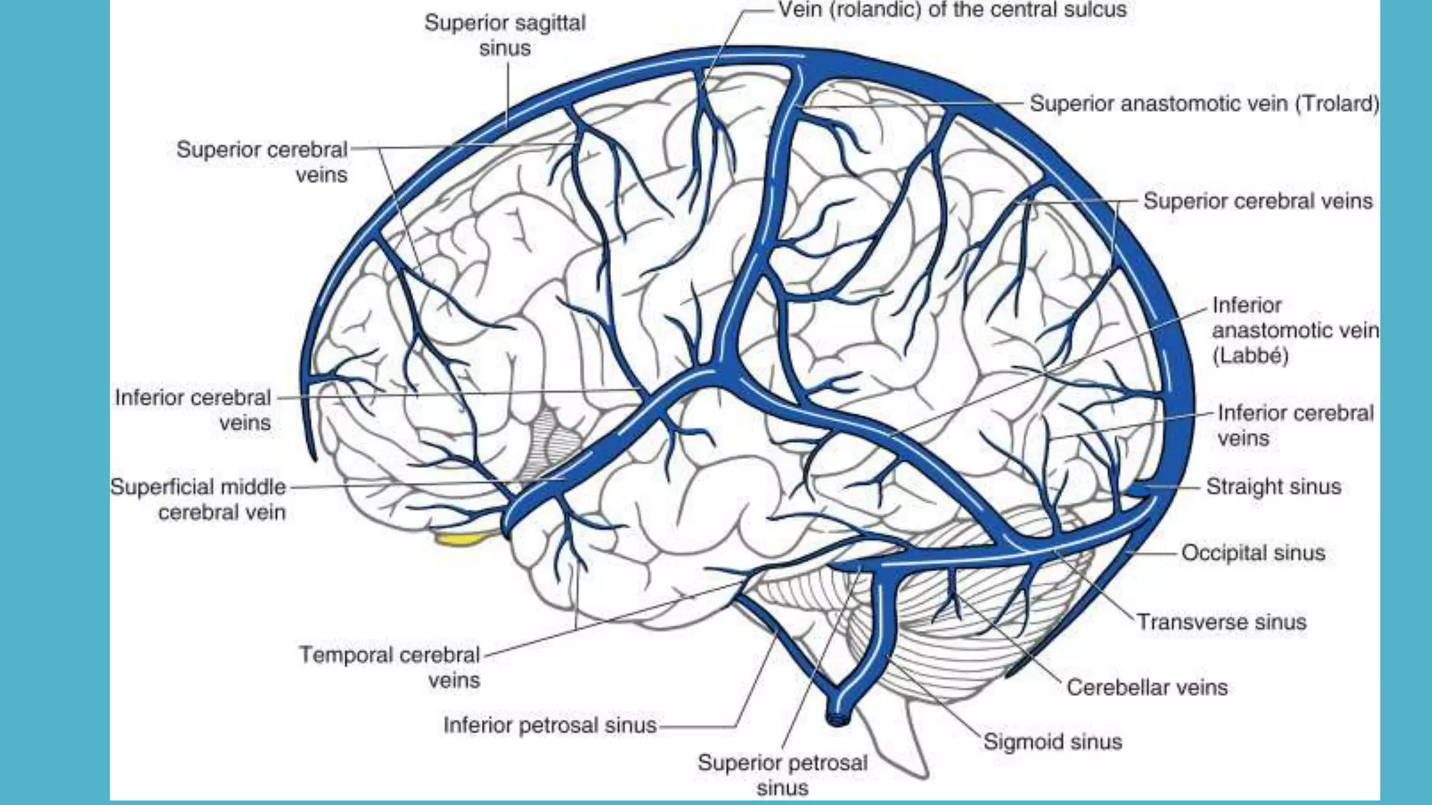 Magnetic Resonance Angiography and Venography | PPTX