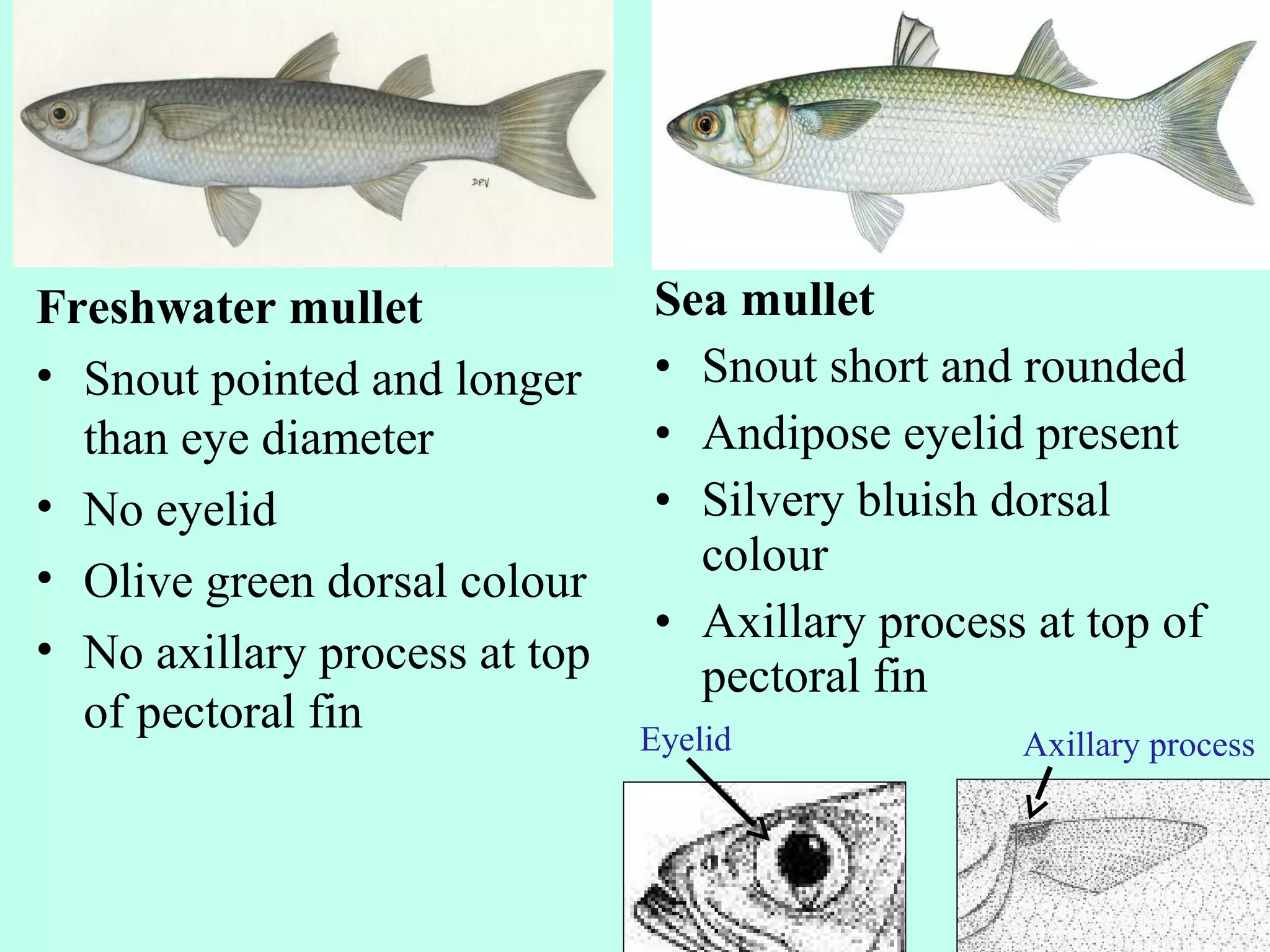 Mullet and their movements in the Mary | PPT