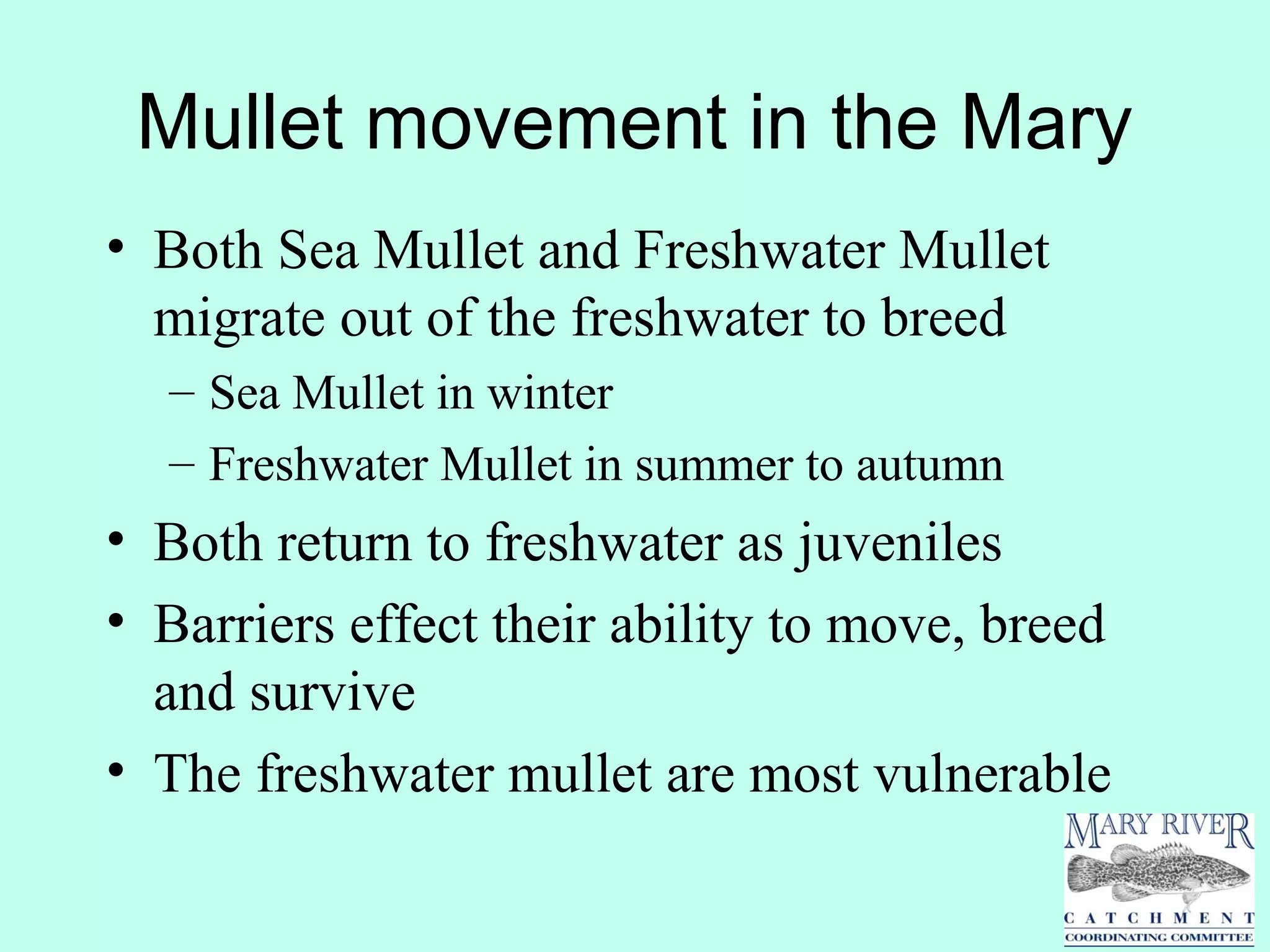 Mullet and their movements in the Mary | PPT