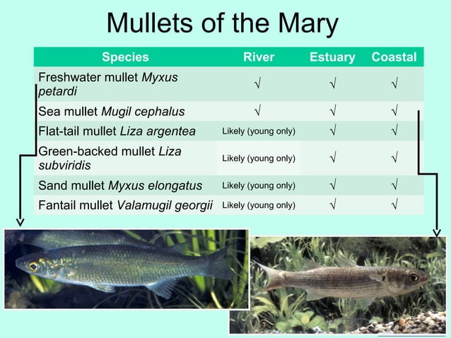 Mullet and their movements in the Mary | PPT