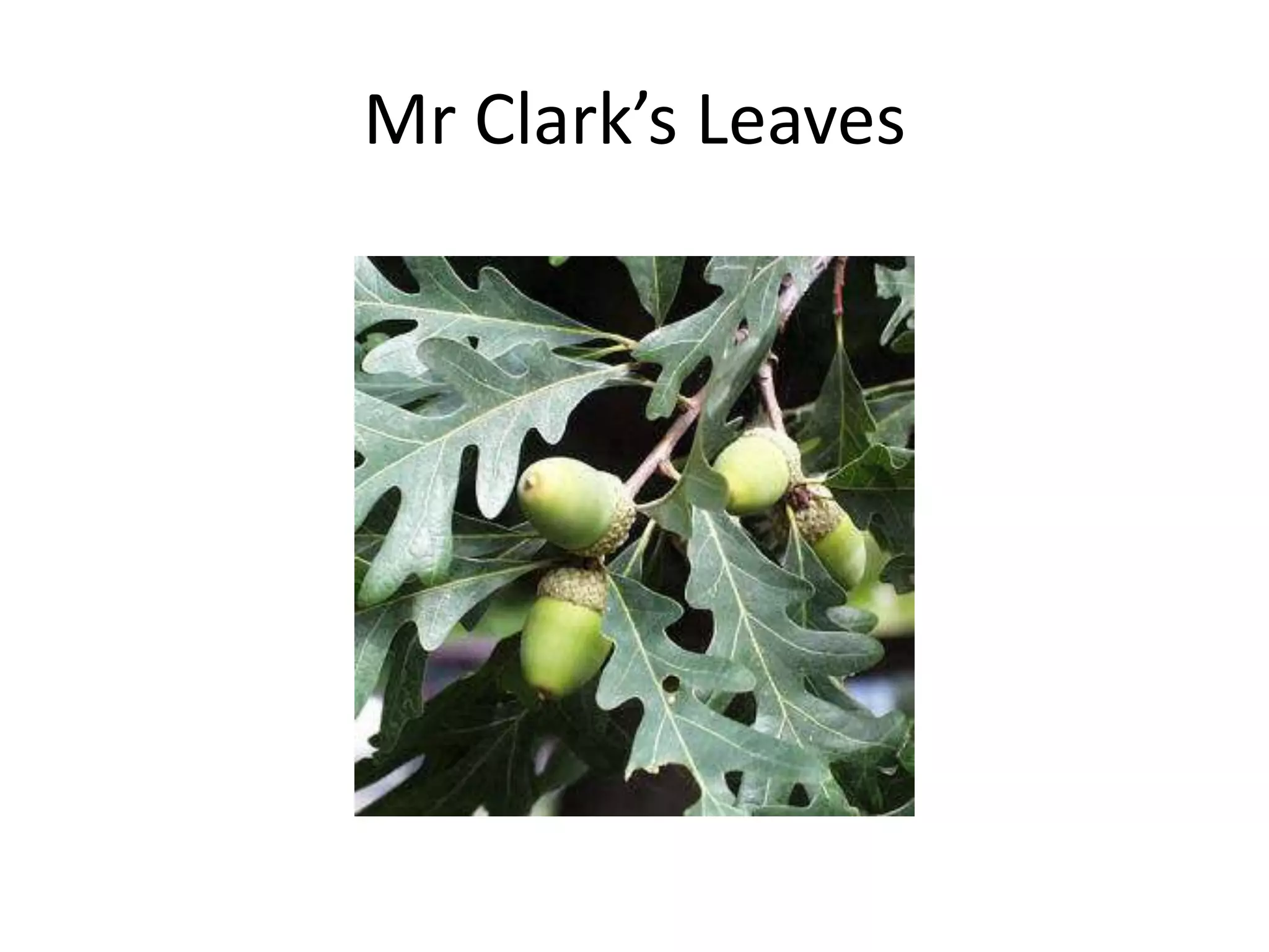 Mr clark’s leaves | PPTX