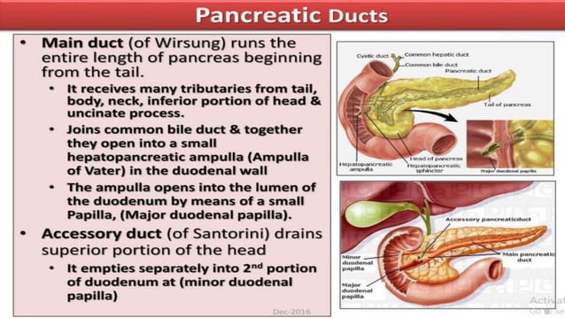 MRCP Magnetic Resonance cholangiopancreatography | PPTX | Lung and Respiratory Health | Diseases ...