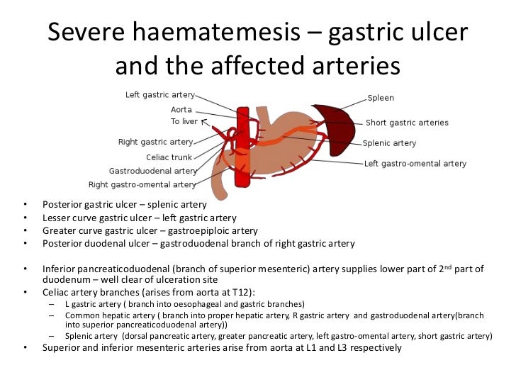 Anatomy revision part 1