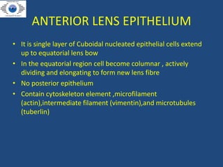 ANATOMY_OF_LENS presentation dhir hospital.pptx