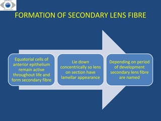 ANATOMY_OF_LENS presentation dhir hospital.pptx