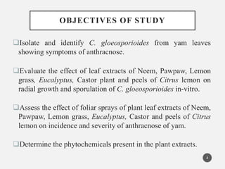 Anthracnose.pptx
