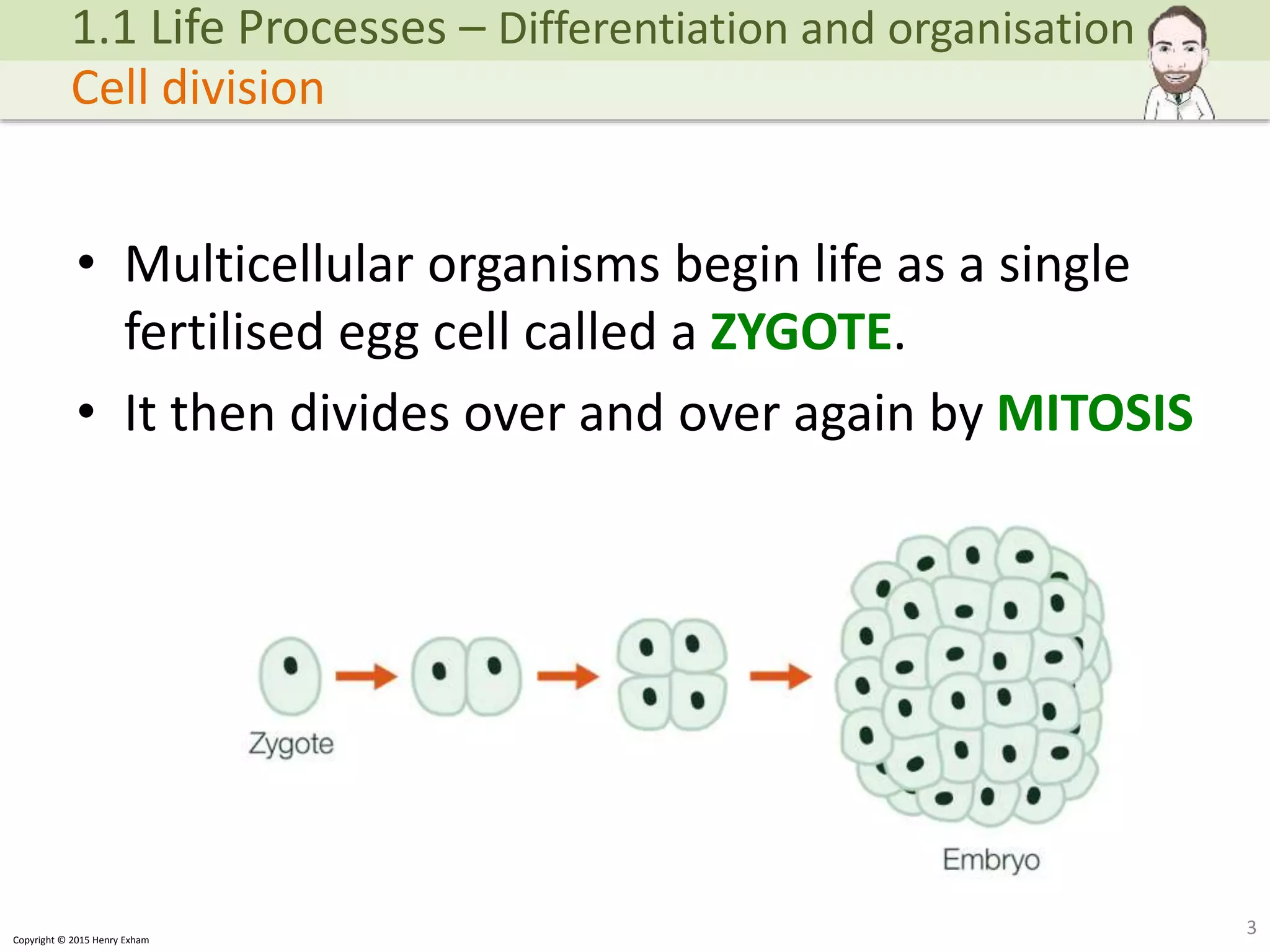 Mr Exham IGCSE - Cell Differentiation and Organisation | PPTX
