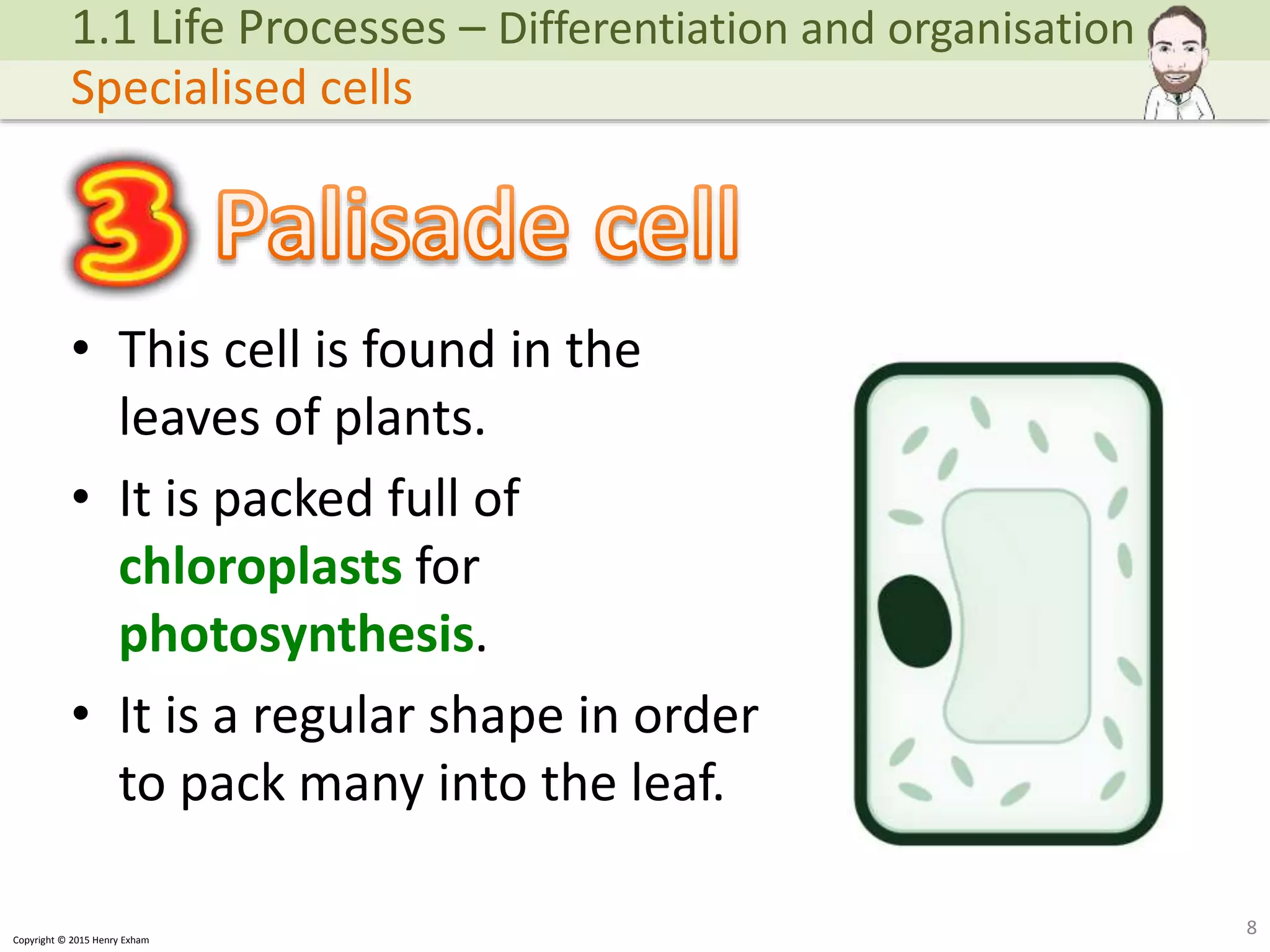 Mr Exham IGCSE - Cell Differentiation and Organisation | PPTX