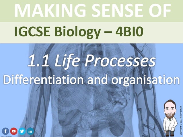 Mr Exham IGCSE - Cell Differentiation and Organisation | PPTX ...