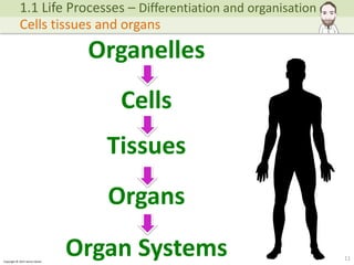 Mr Exham IGCSE - Cell Differentiation and Organisation | PPTX