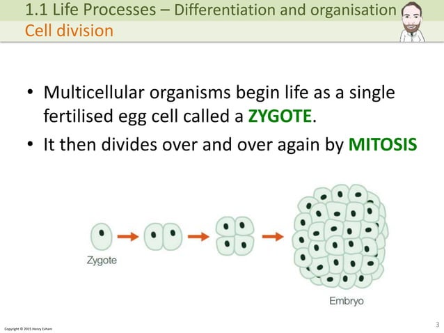 Mr Exham IGCSE - Cell Differentiation and Organisation | PPTX ...
