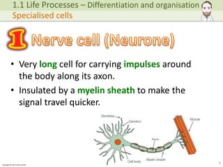Mr Exham IGCSE - Cell Differentiation and Organisation | PPTX