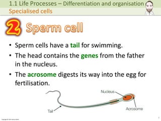 Mr Exham IGCSE - Cell Differentiation and Organisation | PPTX