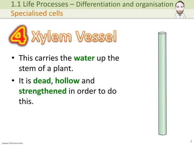 Mr Exham IGCSE - Cell Differentiation and Organisation | PPTX ...