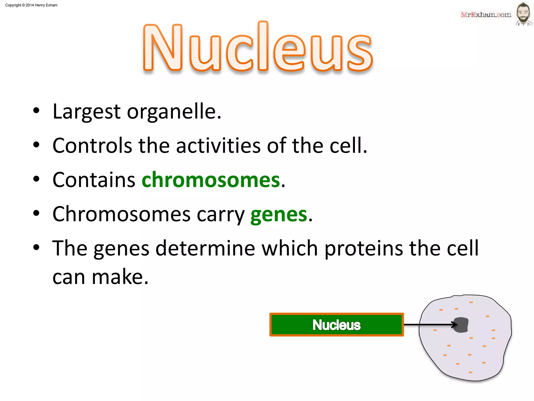 Mr Exham IGCSE Biology - Cells | PPTX