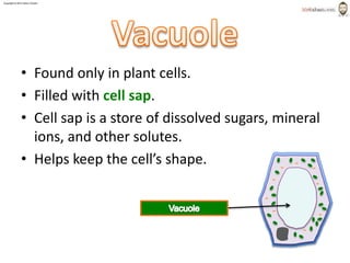 Mr Exham IGCSE Biology - Cells | PPTX