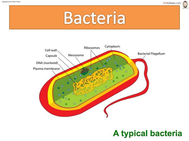 Mr Exham IGCSE - Classification | PPTX | Biological Sciences | Science