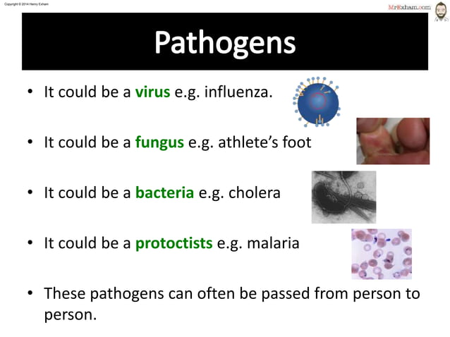Mr Exham IGCSE - Classification | PPTX | Biological Sciences | Science