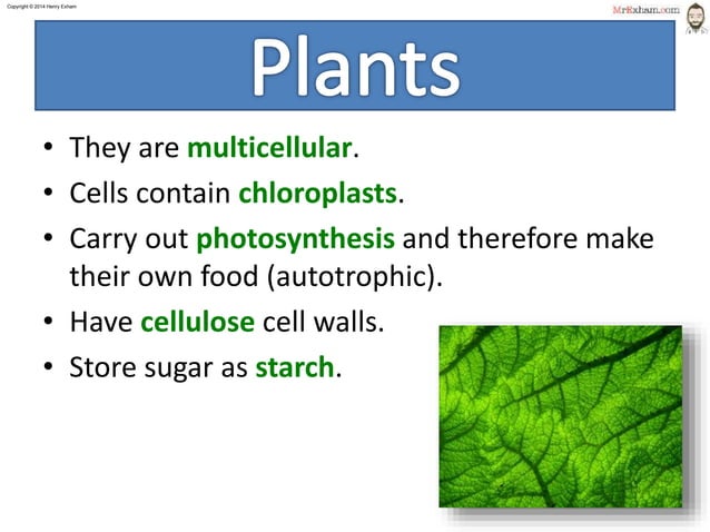Mr Exham IGCSE - Classification | PPTX | Biological Sciences | Science
