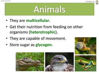 Mr Exham IGCSE - Classification | PPTX