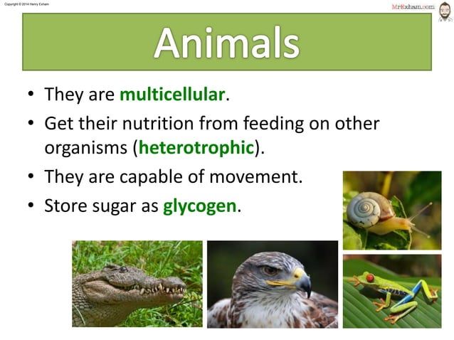Mr Exham IGCSE - Classification | PPTX | Biological Sciences | Science