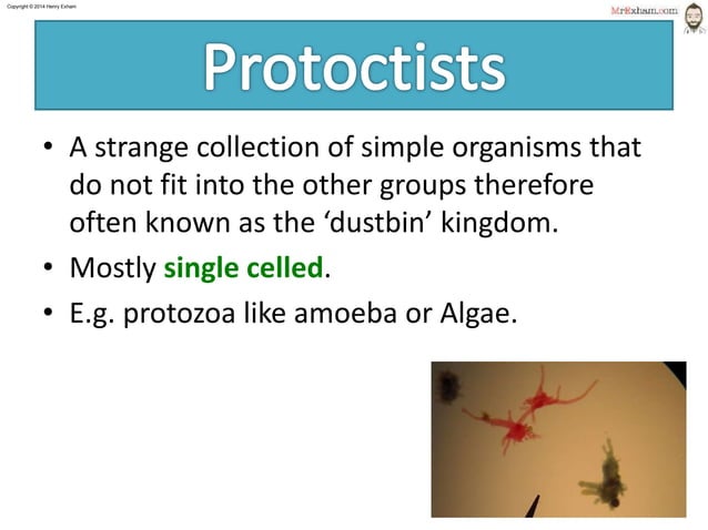 Mr Exham IGCSE - Classification | PPTX | Biological Sciences | Science