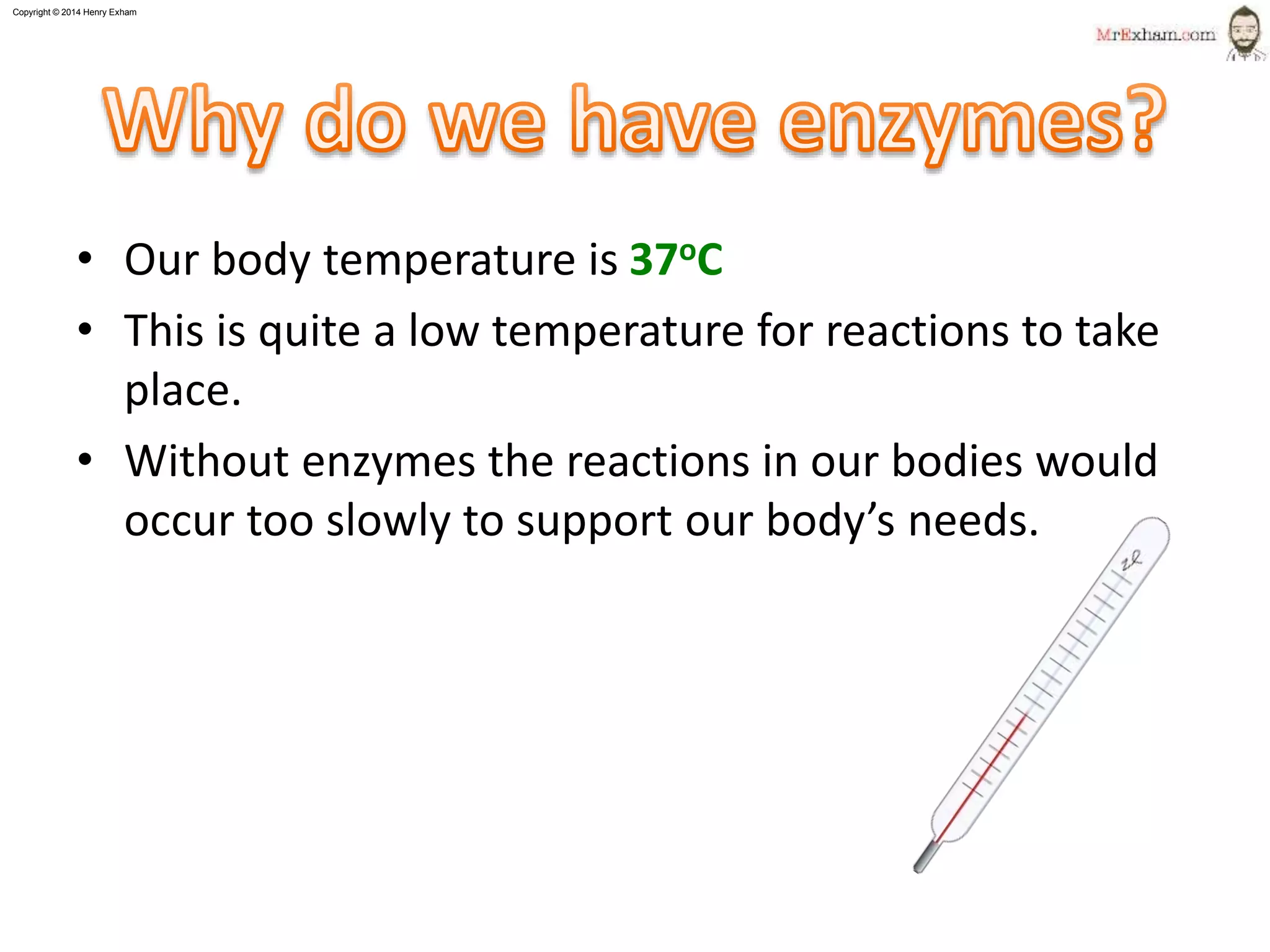 Mr Exham IGCSE Biology - Enzymes | PPTX