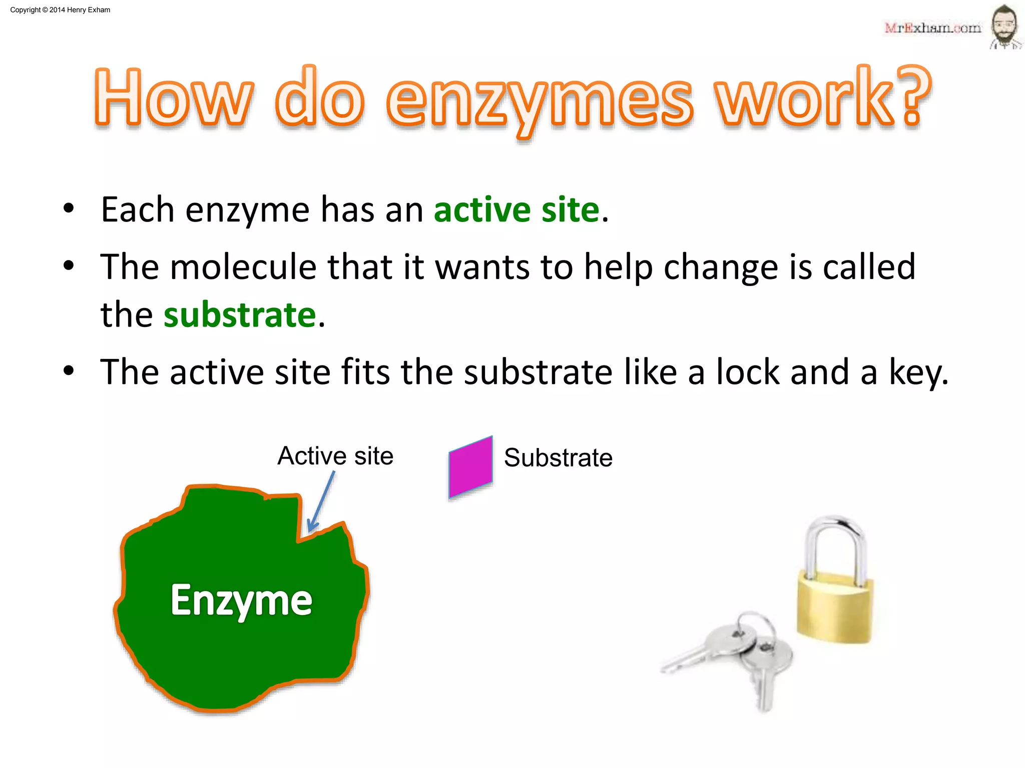 Mr Exham IGCSE Biology - Enzymes | PPTX