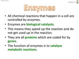Mr Exham IGCSE Biology - Enzymes | PPTX