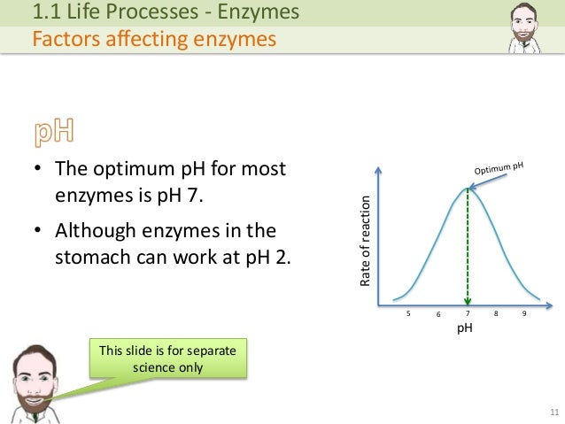 Factors Affecting Enzymes Nygma Science