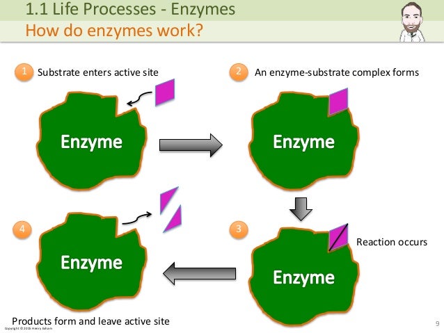 Mr Exham Igcse Biology Enzymes
