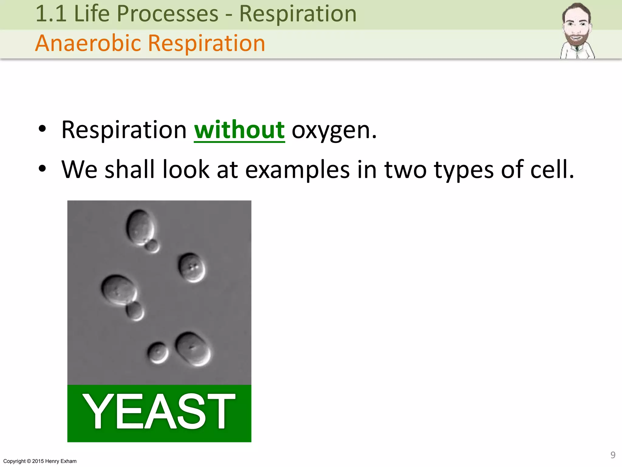 Mr Exham IGCSE - Respiration | PPTX