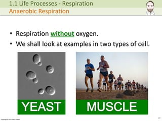 Mr Exham IGCSE - Respiration | PPTX