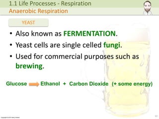 Mr Exham IGCSE - Respiration | PPTX