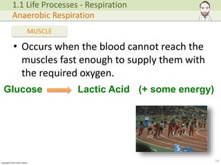 Mr Exham IGCSE - Respiration | PPTX