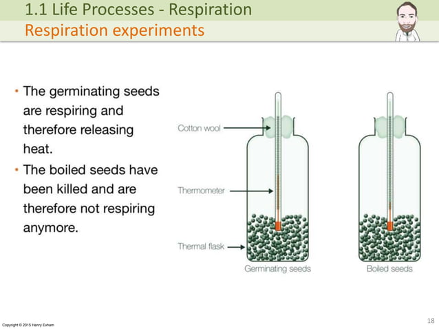Mr Exham IGCSE - Respiration | PPTX | Chemistry | Science