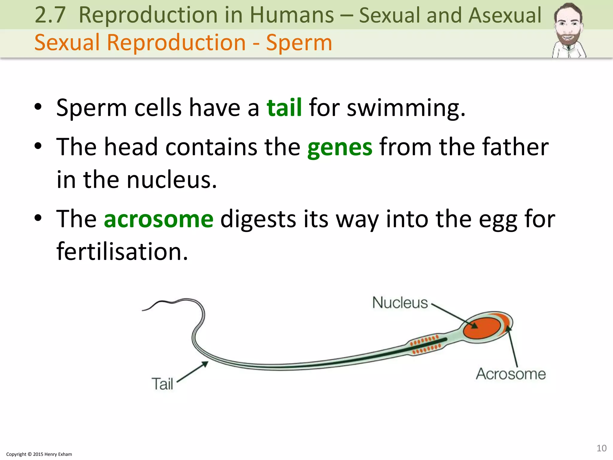 IGCSE Biology - Sexual and Asexual Reproduction | PPTX
