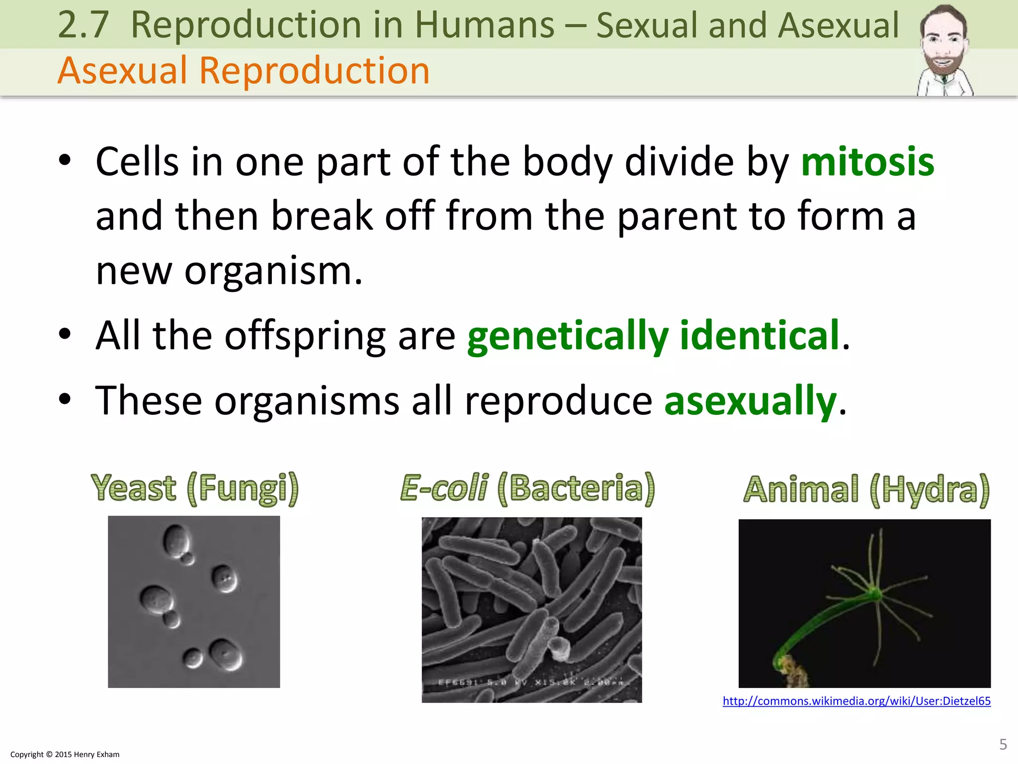 IGCSE Biology - Sexual and Asexual Reproduction | PPTX