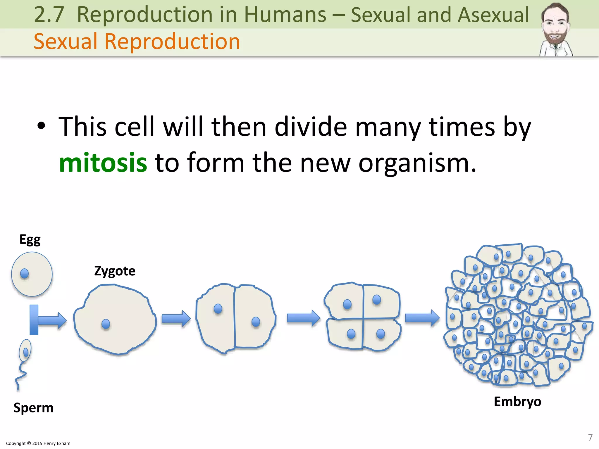 IGCSE Biology - Sexual and Asexual Reproduction | PPTX