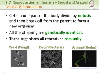 IGCSE Biology - Sexual and Asexual Reproduction | PPTX