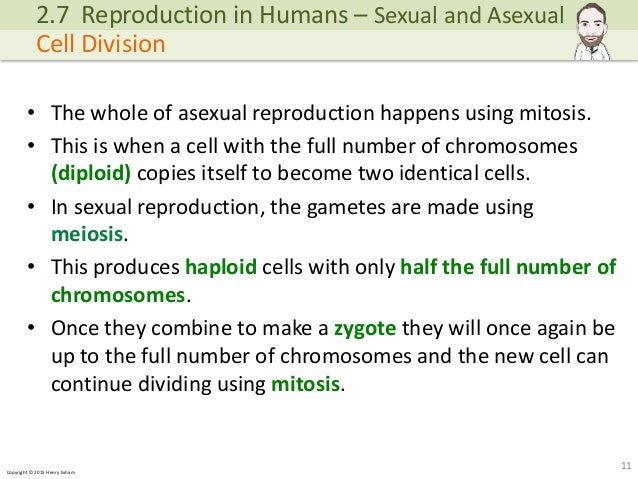 Igcse Biology Sexual And Asexual Reproduction