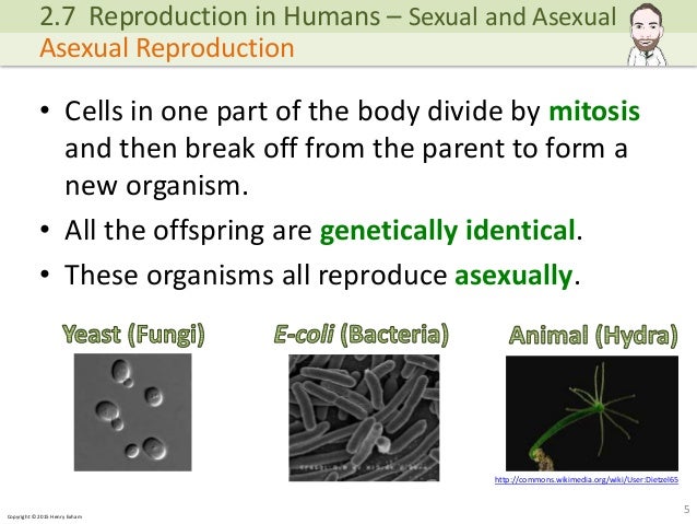 Asexual Reproduction Biology