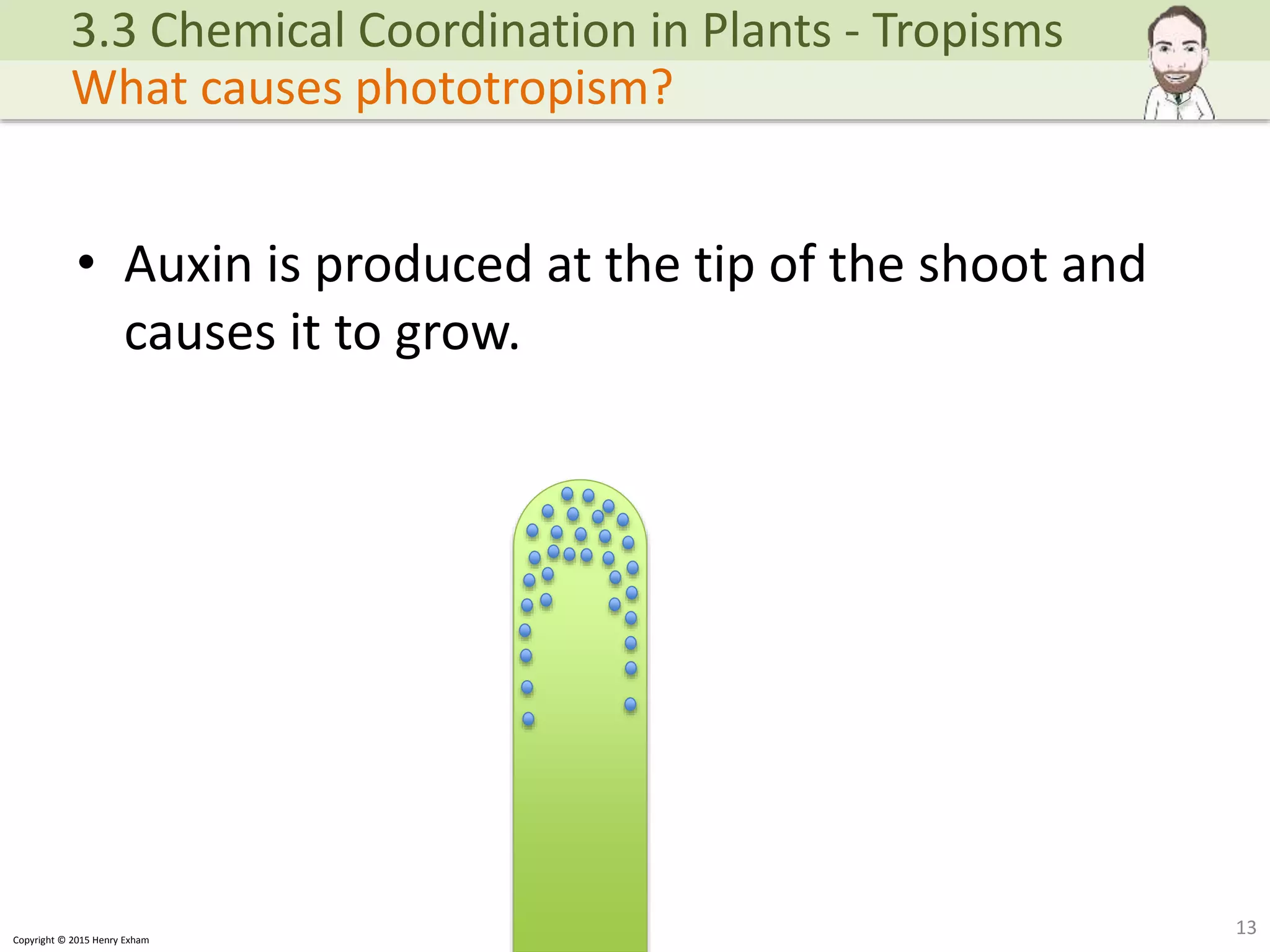 IGCSE Biology - Chemical Coordination in Plants | PPTX | Biological ...