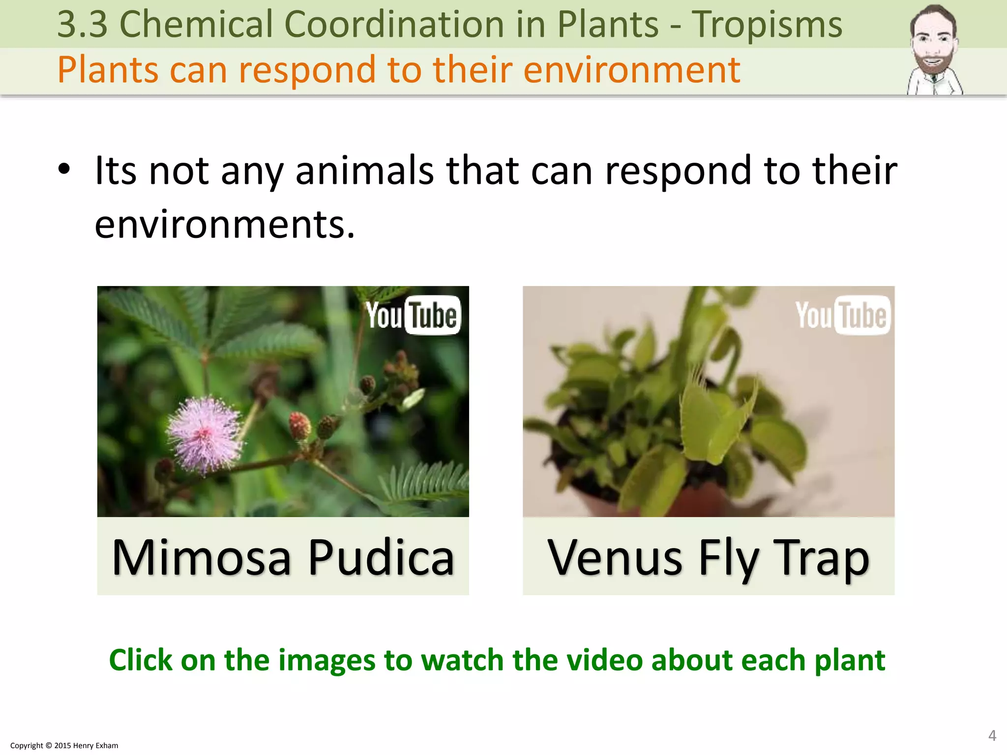 IGCSE Biology - Chemical Coordination in Plants | PPTX | Biological ...