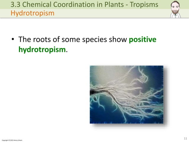 IGCSE Biology - Chemical Coordination in Plants | PPTX | Biological ...