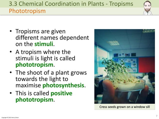 IGCSE Biology - Chemical Coordination in Plants | PPTX | Biological ...