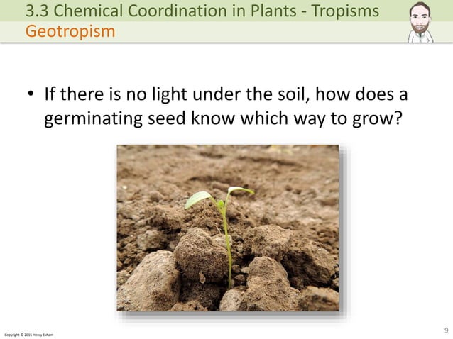 IGCSE Biology - Chemical Coordination in Plants | PPTX | Biological ...
